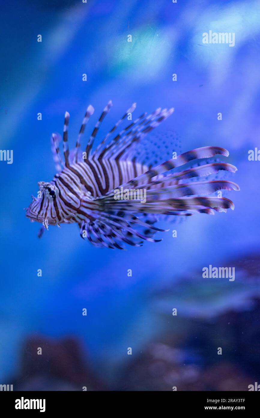 Red lionfish, Zebra fish, pterois volitans, one of the dangerous coral ...