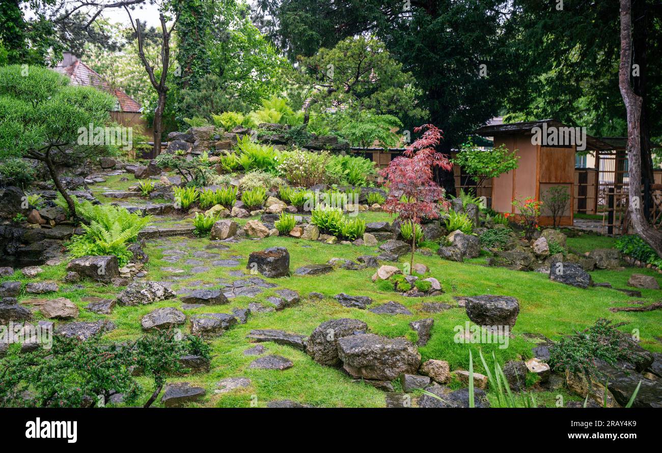 Japanese garden in Vienna (inside Botanical garden): Japanese maple and ...