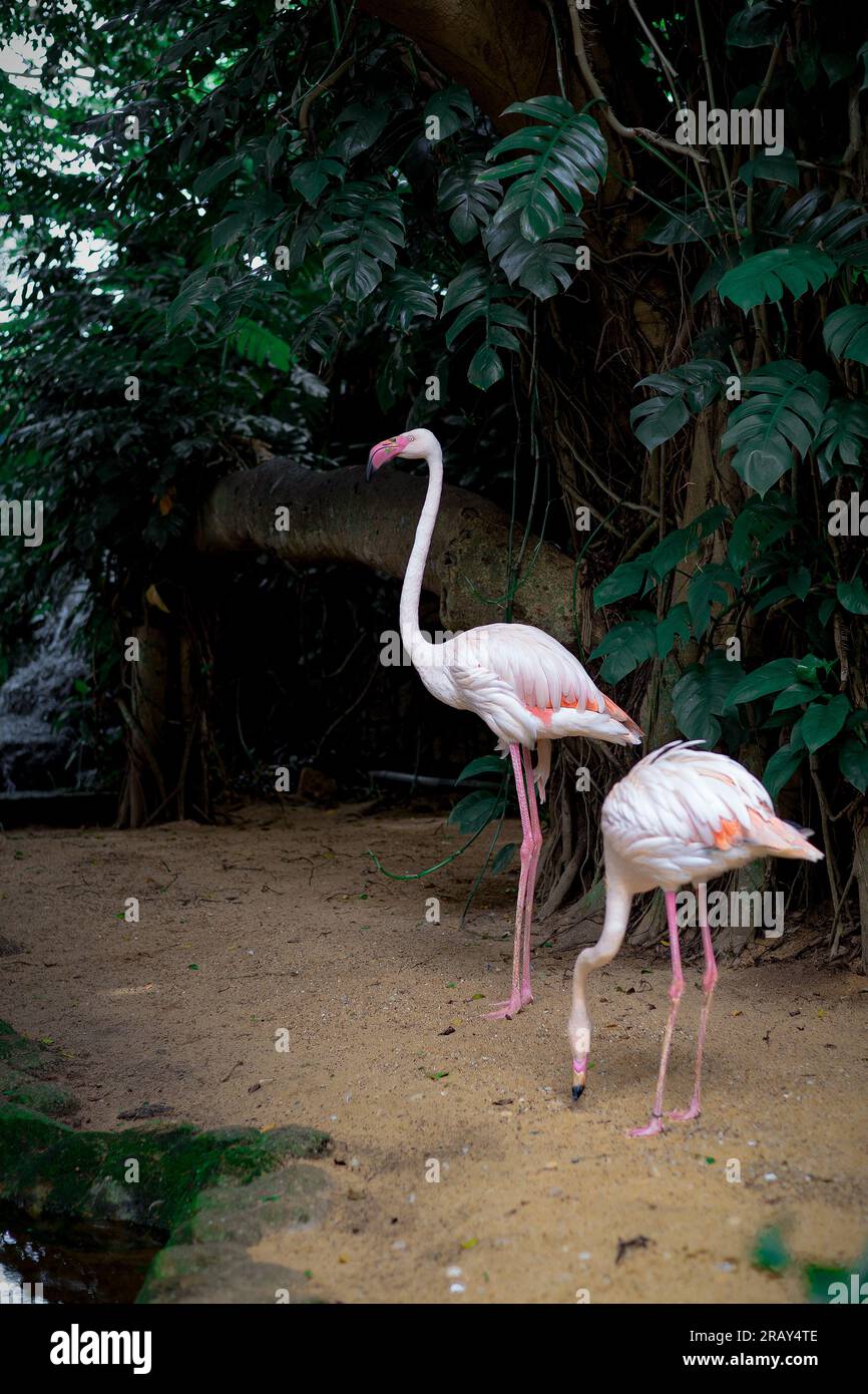 Flock of flemingos hi-res stock photography and images - Alamy