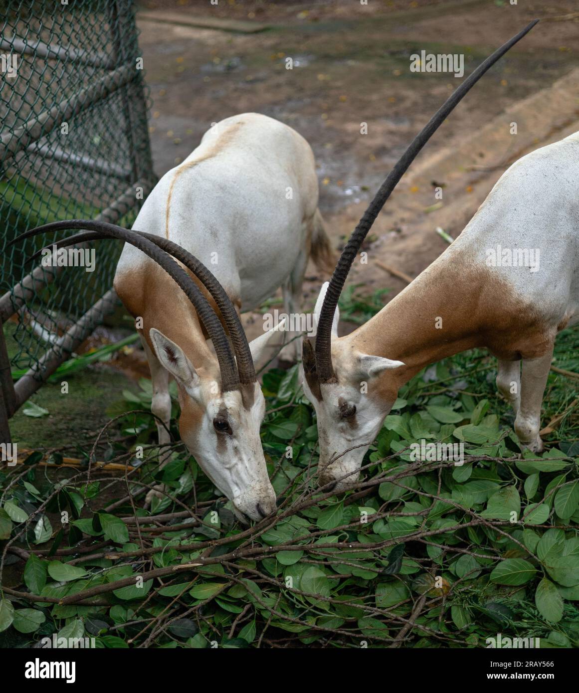 Species of oryx hi-res stock photography and images - Alamy