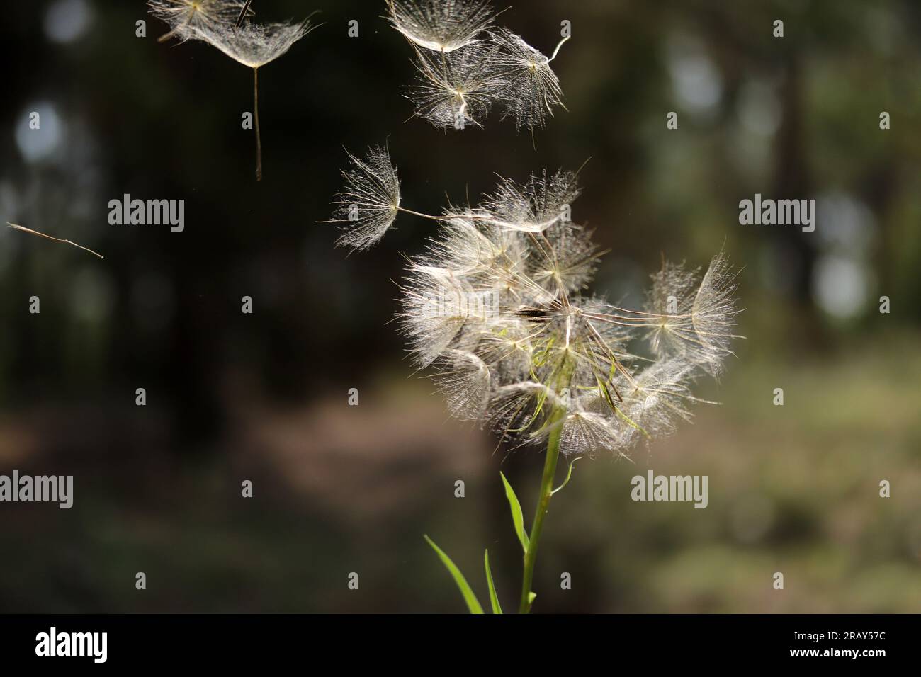 Dandelion seeds flying in nature Stock Photo - Alamy