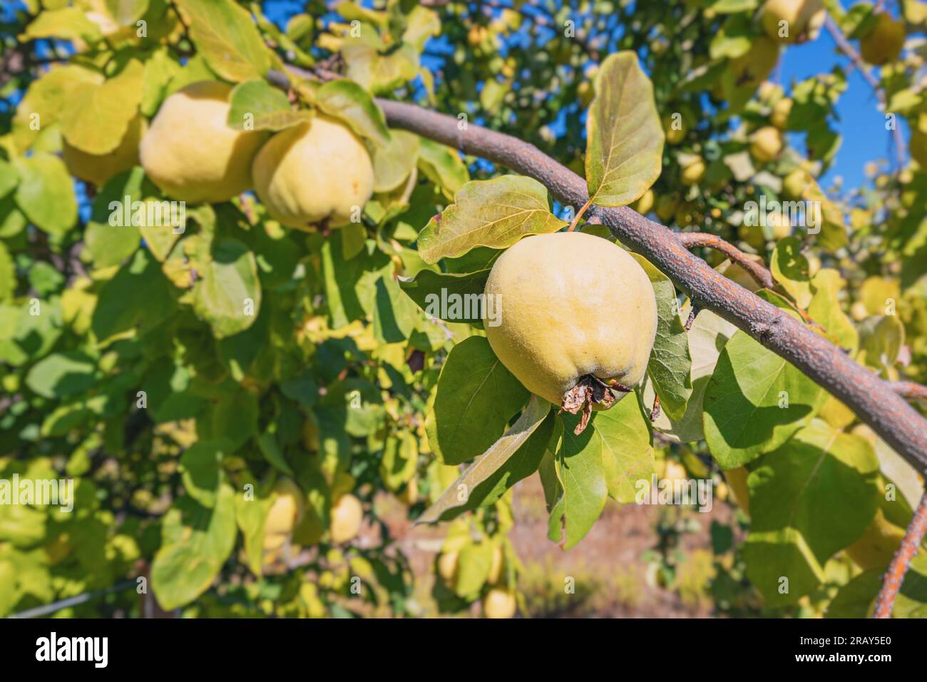 Young fruits of quince tree in farm or garden against mountains scenery ...