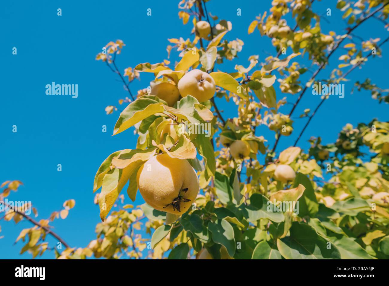 Young fruits of quince tree in farm or garden against mountains scenery ...