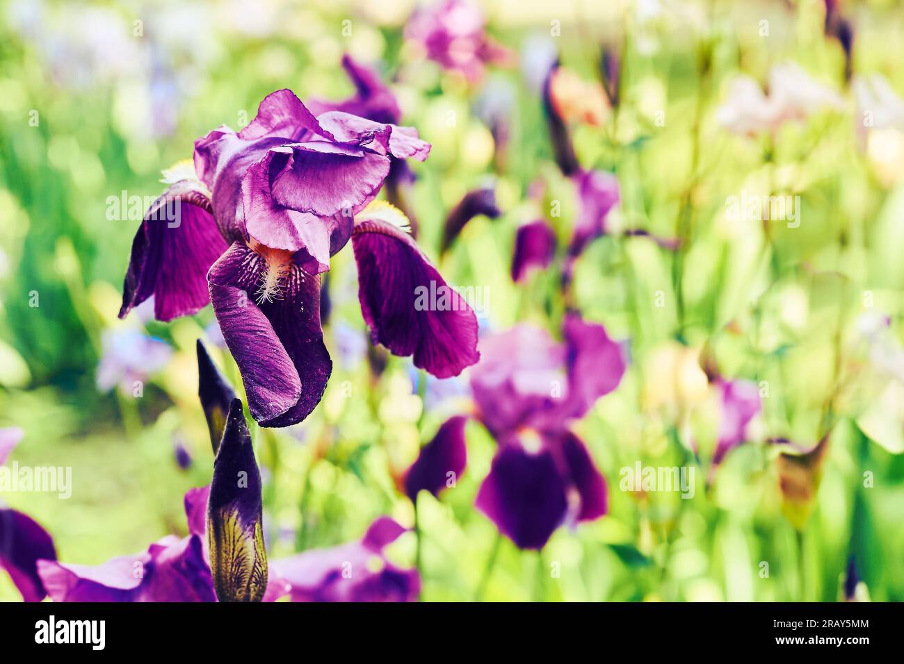 Purple iris hi hi-res stock photography and images - Alamy