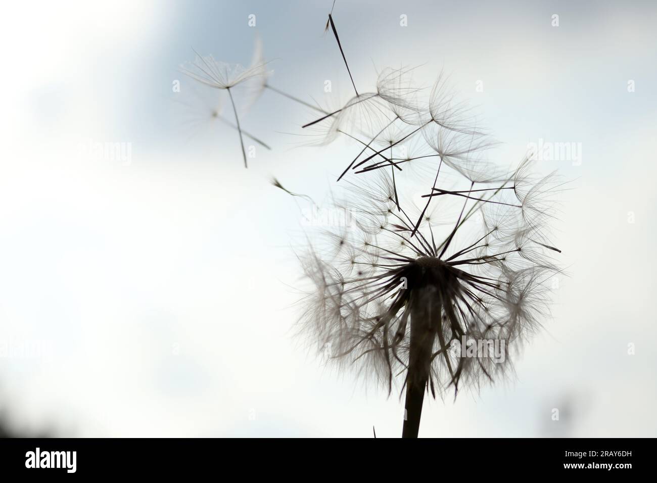 Dandelion seeds flying in nature Stock Photo - Alamy