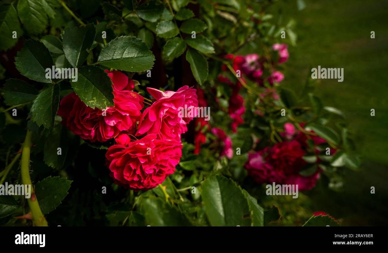 Beautiful roses on dark background. Lush bush of pink roses with dark ...
