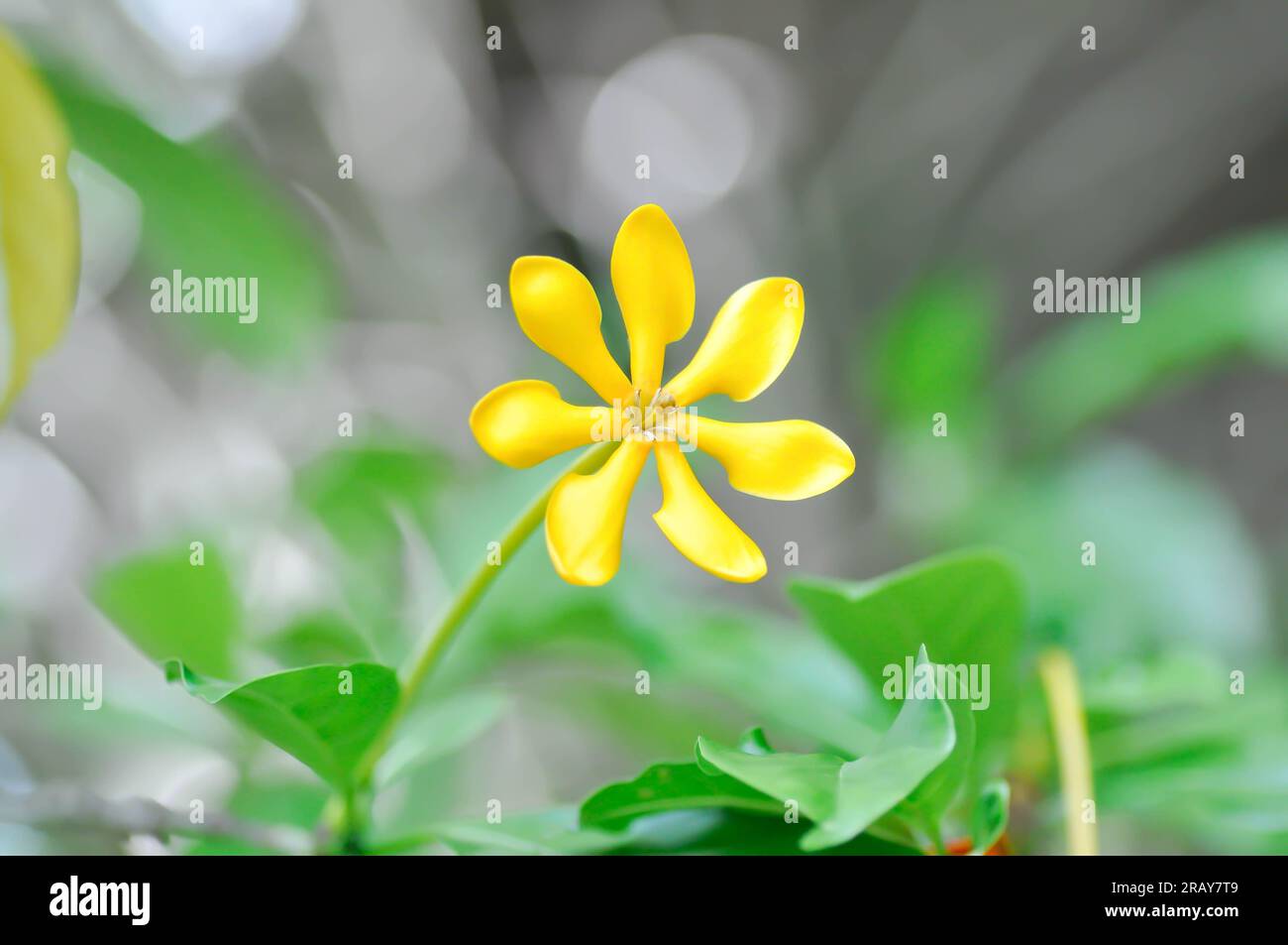 Gardenia carinata hi-res stock photography and images - Alamy