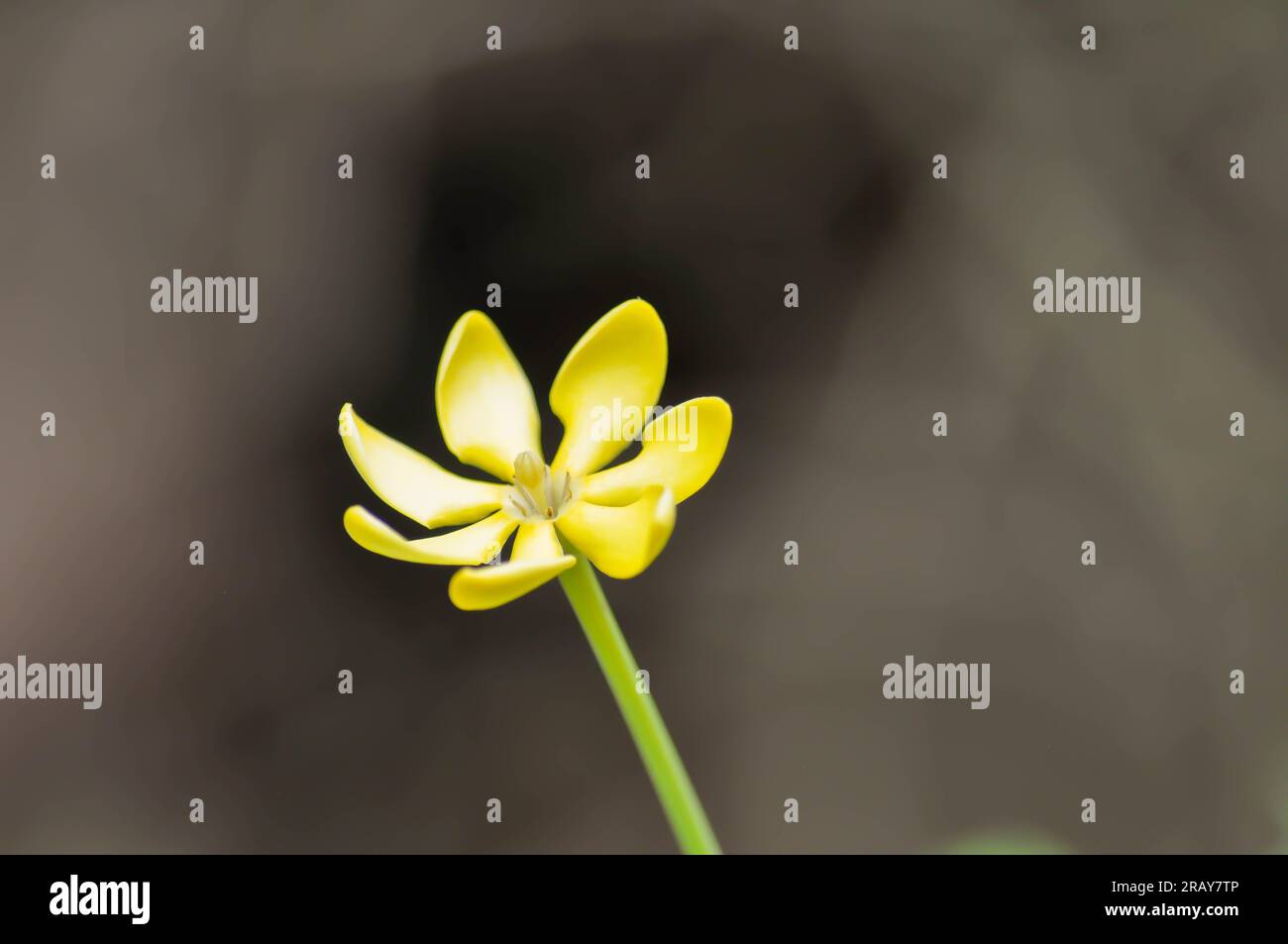 Gardenia carinata hi-res stock photography and images - Alamy
