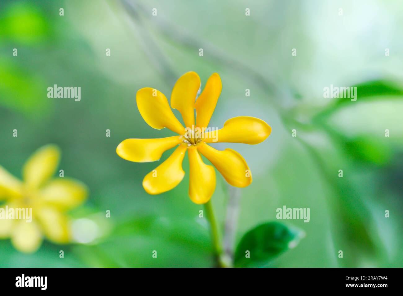 Gardenia carinata hi-res stock photography and images - Alamy