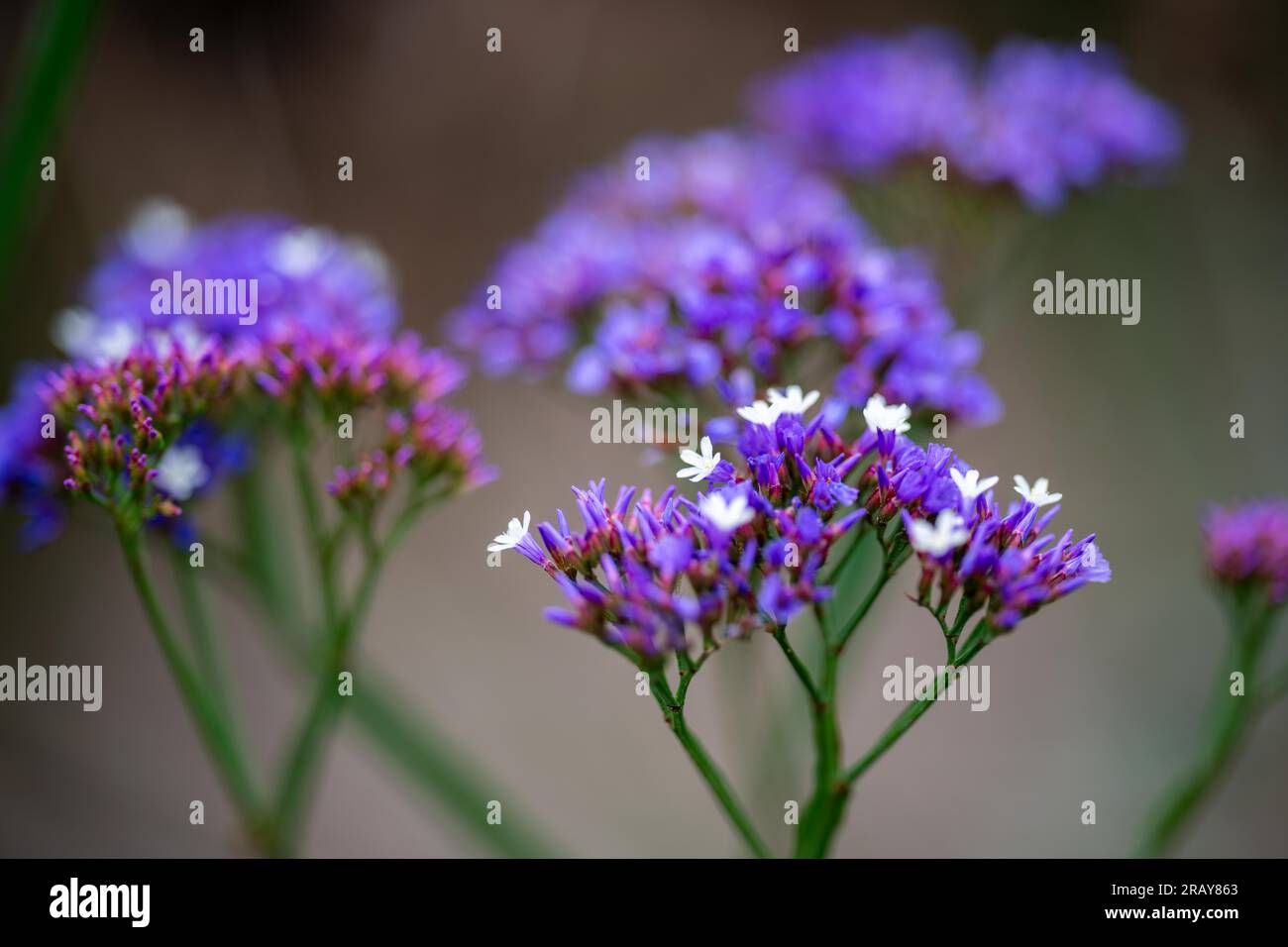 australian native flowers in the bush in spring. beautiful flowers ...
