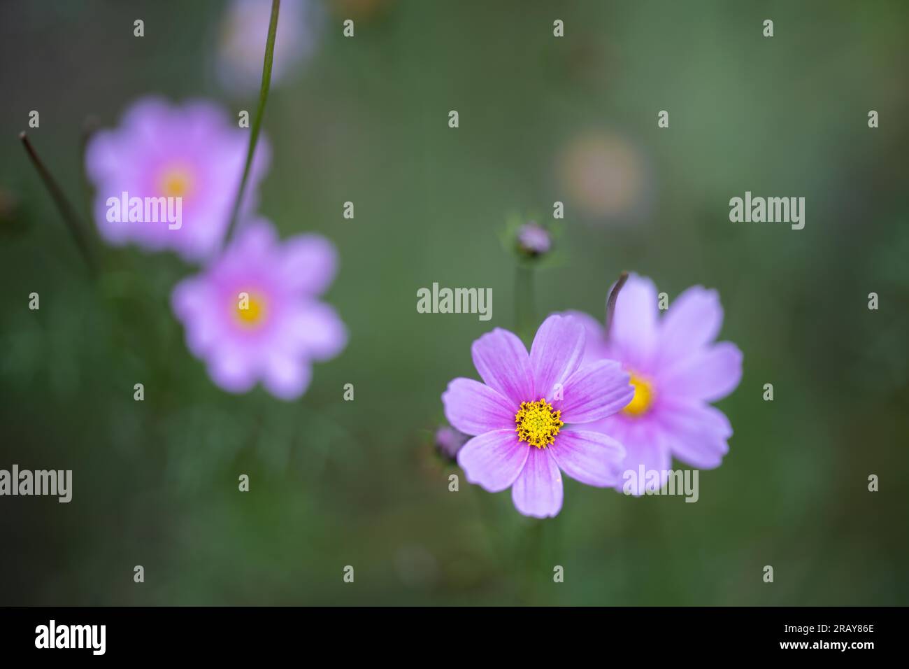 australian native flowers in the bush in spring. beautiful flowers ...