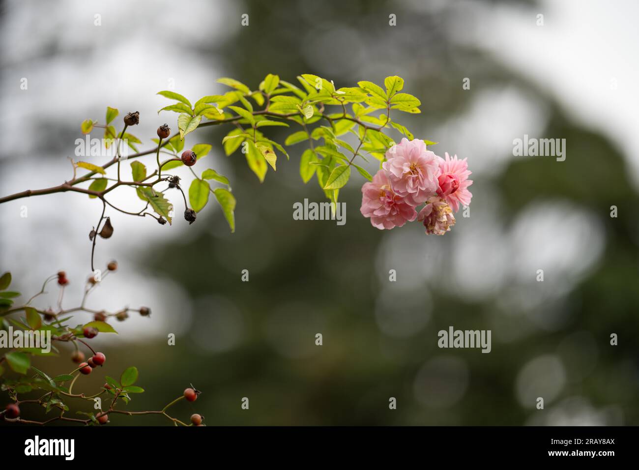 australian native flowers in the bush in spring. beautiful flowers ...