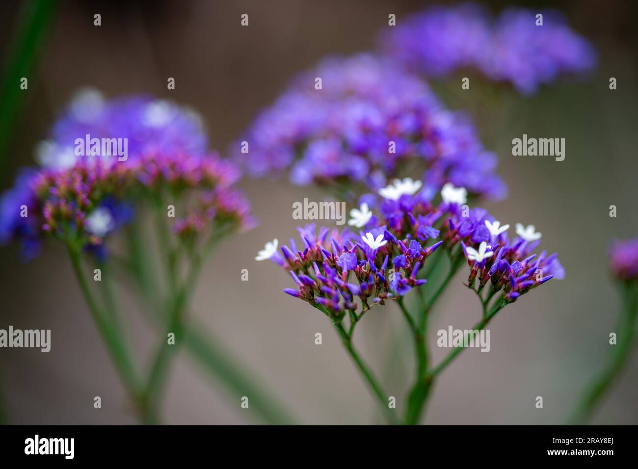 australian native flowers in the bush in spring. beautiful flowers ...