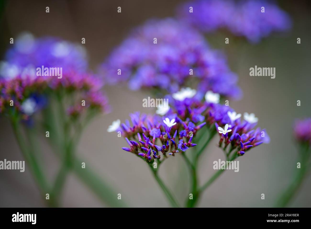australian native flowers in the bush in spring. beautiful flowers ...