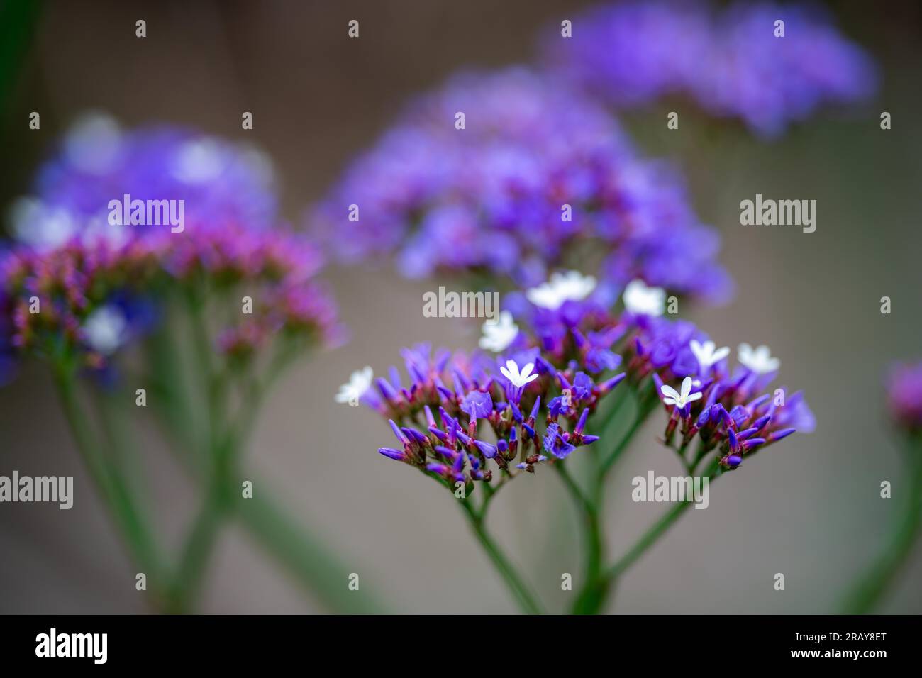 australian native flowers in the bush in spring. beautiful flowers ...