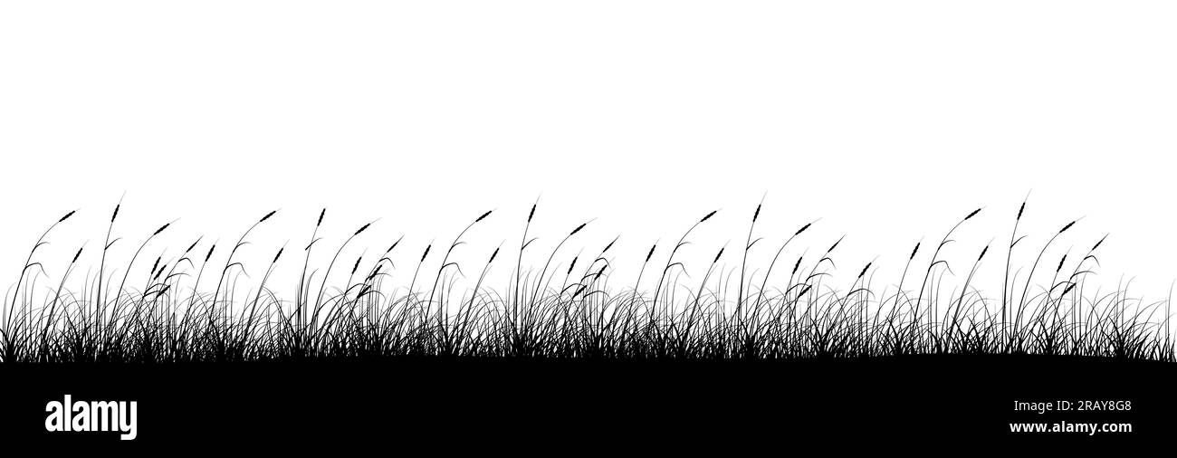 Reed growing Stock Vector Images - Alamy