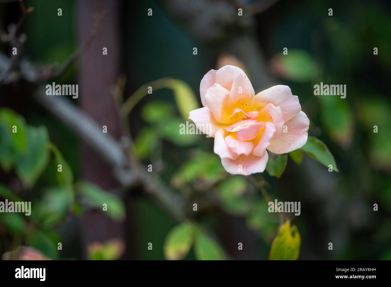 australian native flowers in the bush in spring. beautiful flowers ...