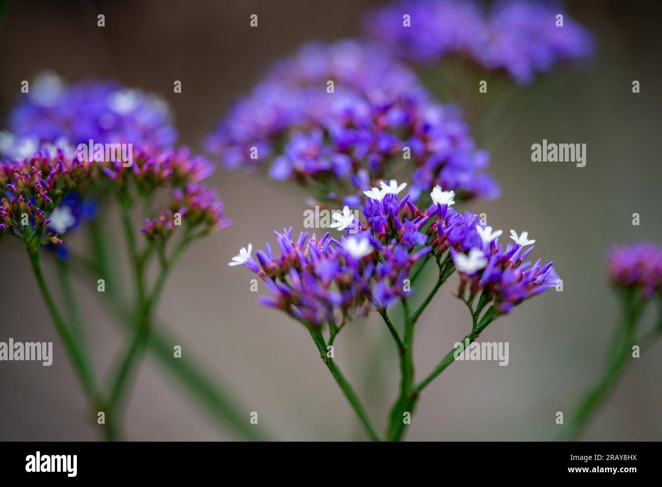 australian native flowers in the bush in spring. beautiful flowers ...
