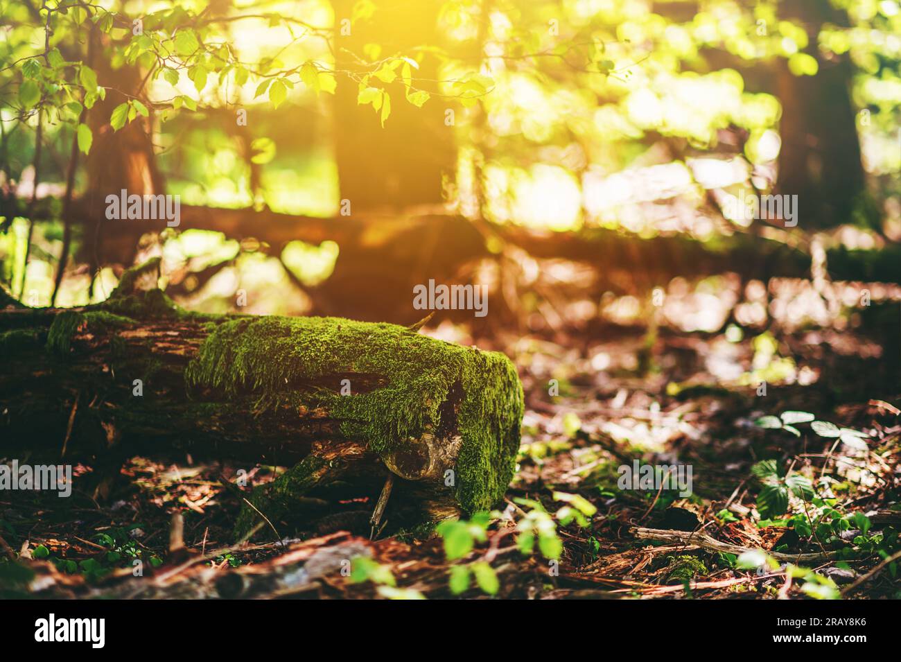 Growing on fallen tree hi-res stock photography and images - Alamy