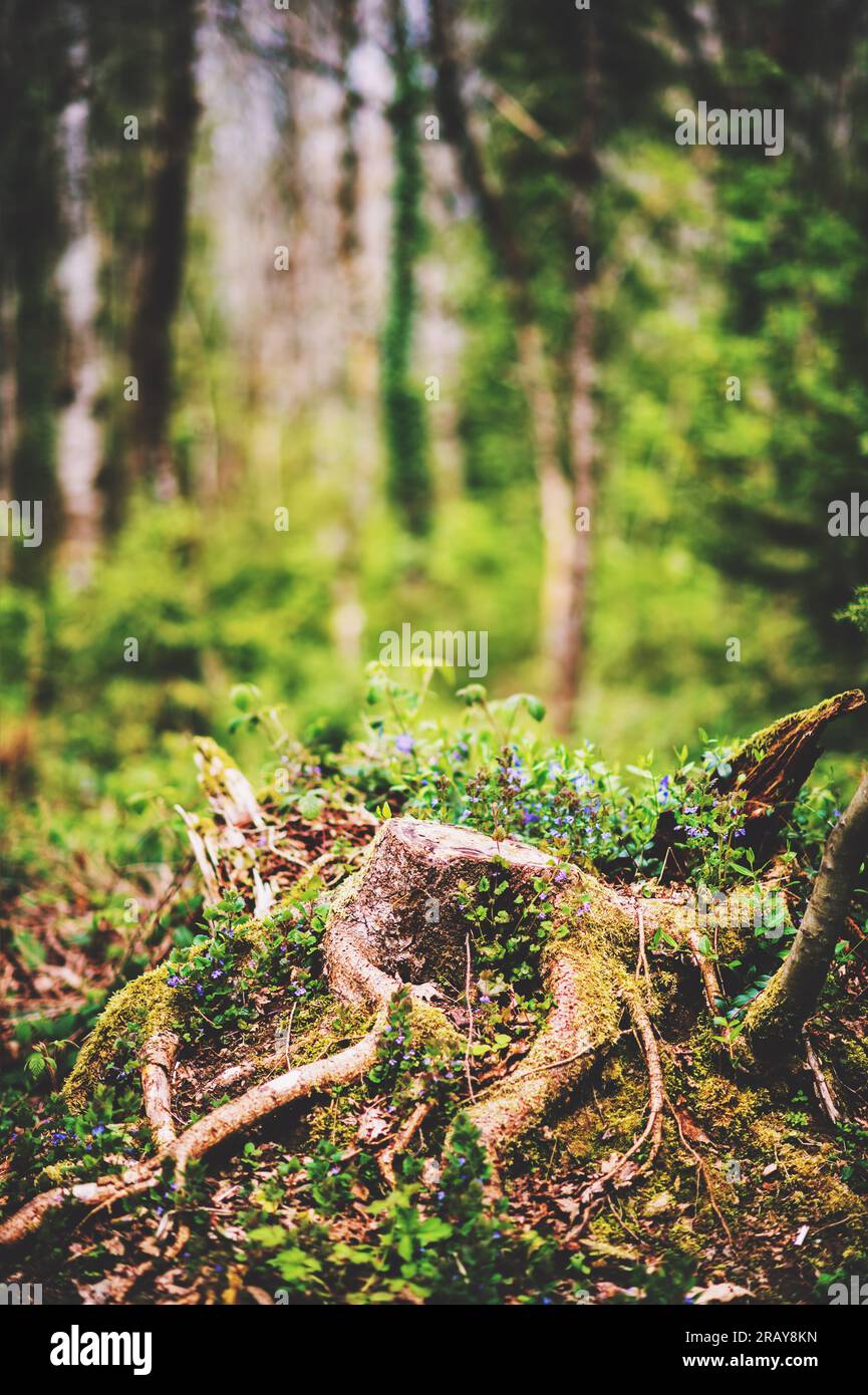 Forest stump hi-res stock photography and images - Alamy