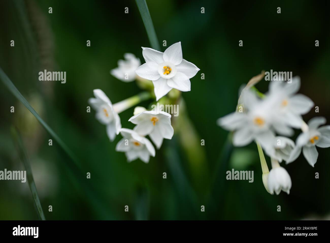 tree blossom in springtime with white flowers growing. native bush in ...