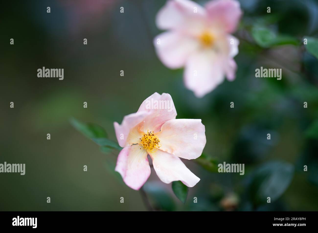 australian native flowers in the bush in spring. beautiful flowers ...