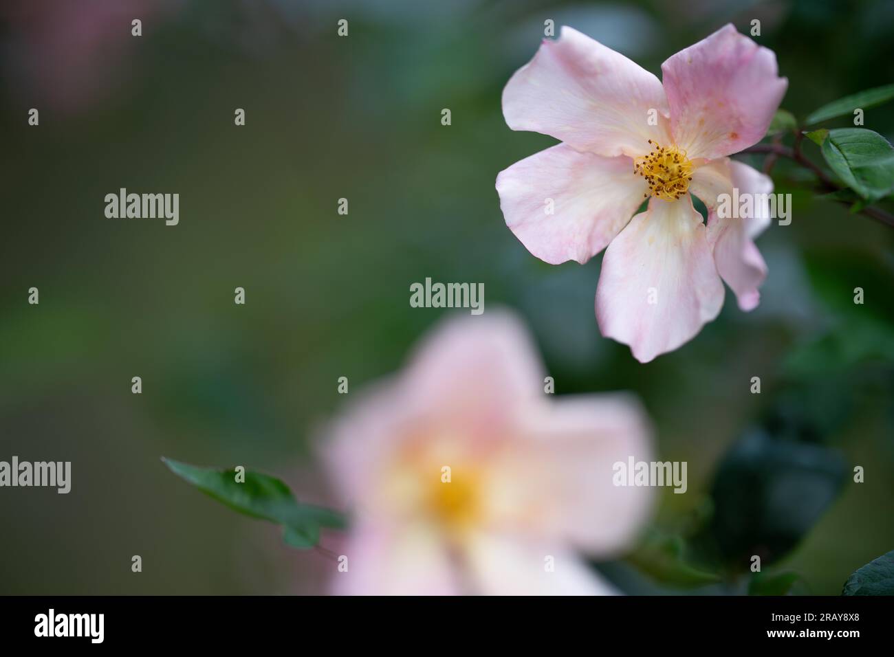 australian native flowers in the bush in spring. beautiful flowers ...