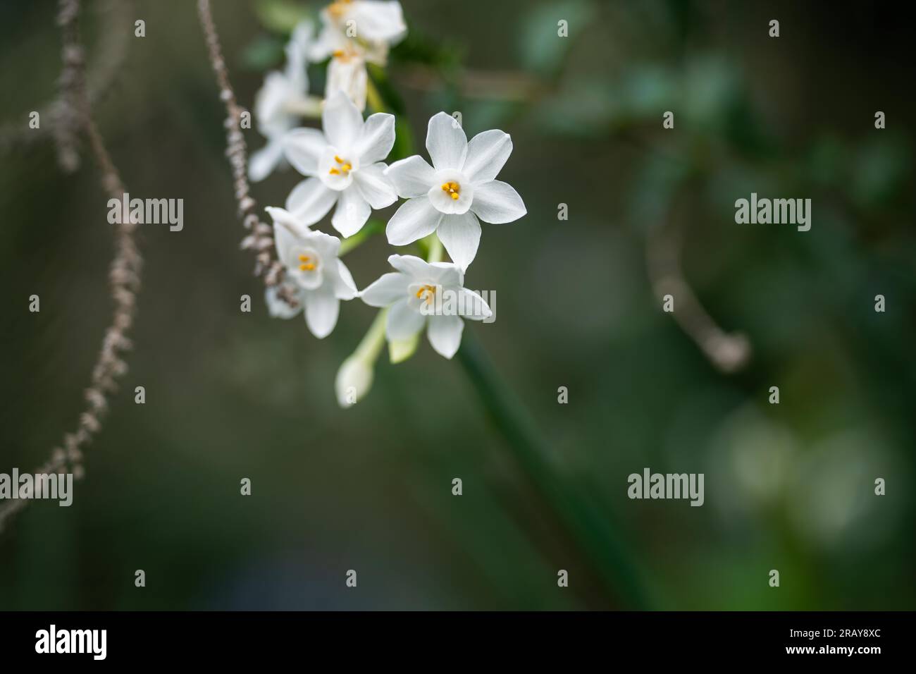 tree blossom in springtime with white flowers growing. native bush in ...