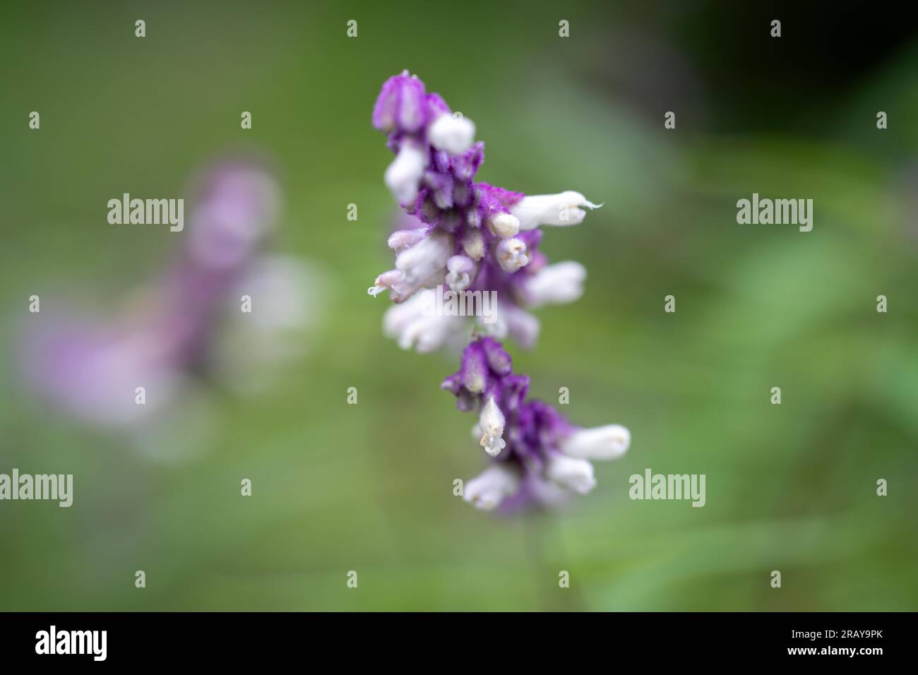 Valentine in australia hi-res stock photography and images - Alamy