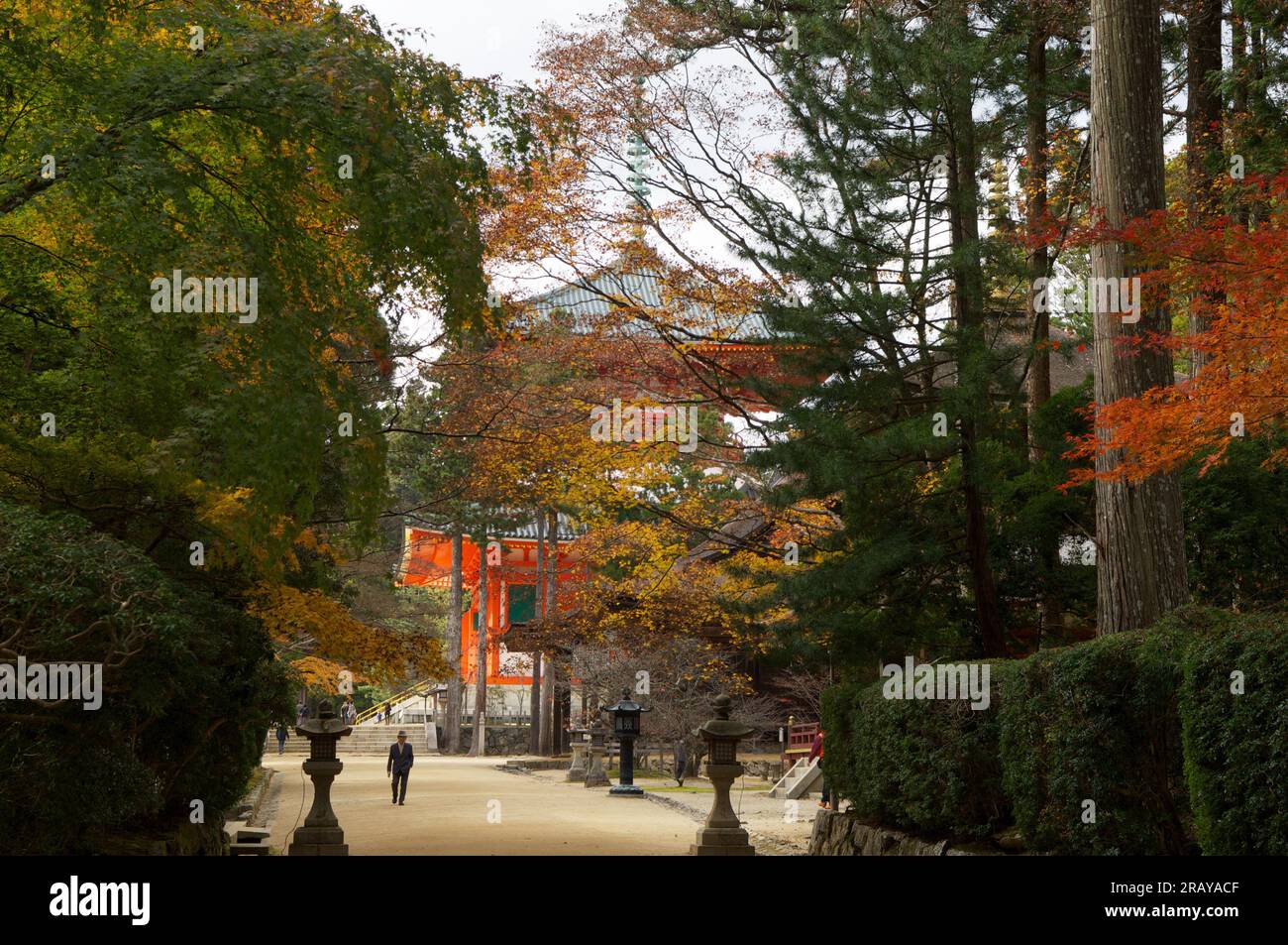 Old cedar trees tower shade this sacred area of Okunoin where many ...