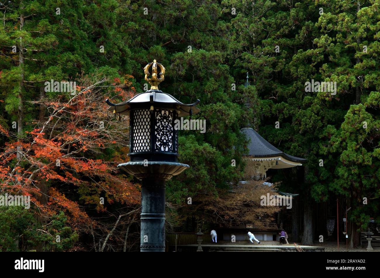 Old cedar trees tower shade this sacred area of Okunoin where many ...
