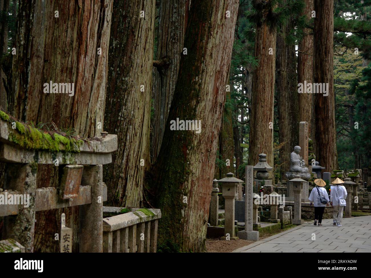 Old cedar trees tower shade this sacred area of Okunoin where many ...
