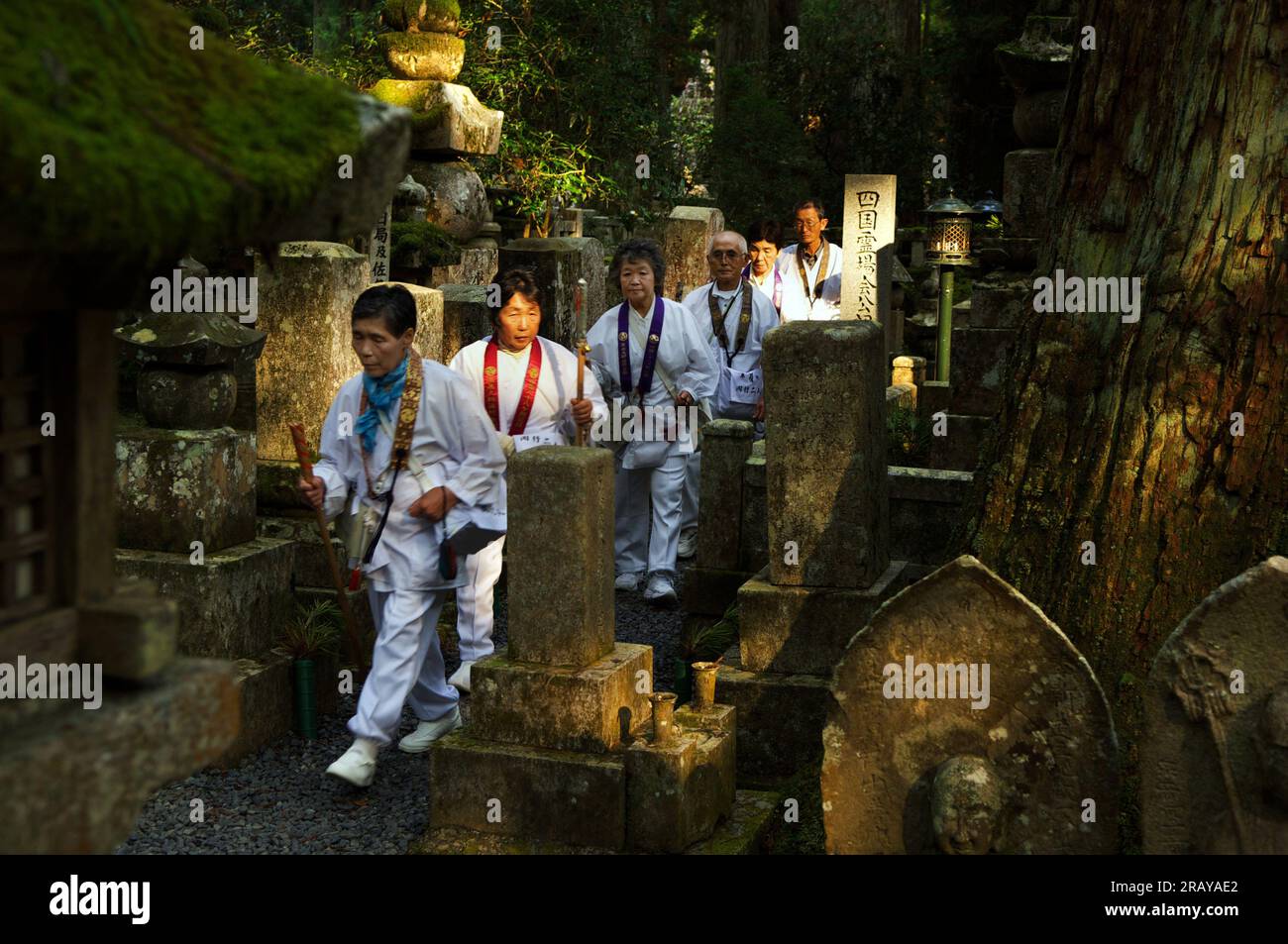 Old cedar trees tower shade this sacred area of Okunoin where many ...
