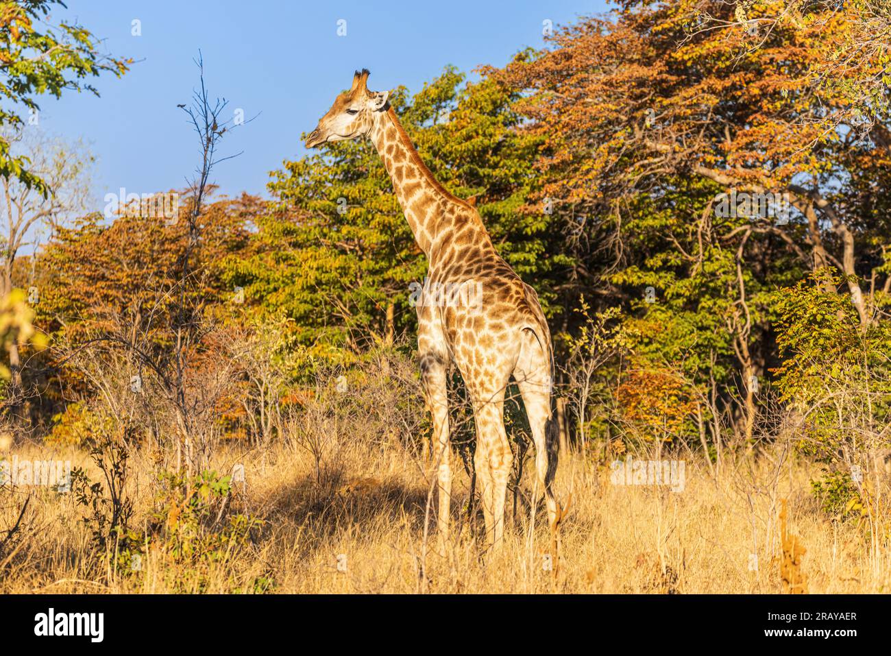 Giraffe stands by bushes in sunshine Stock Photo - Alamy