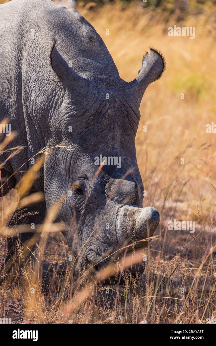 Big white rhino male standing guard ready to charge, Matopos, Zimbabwe ...