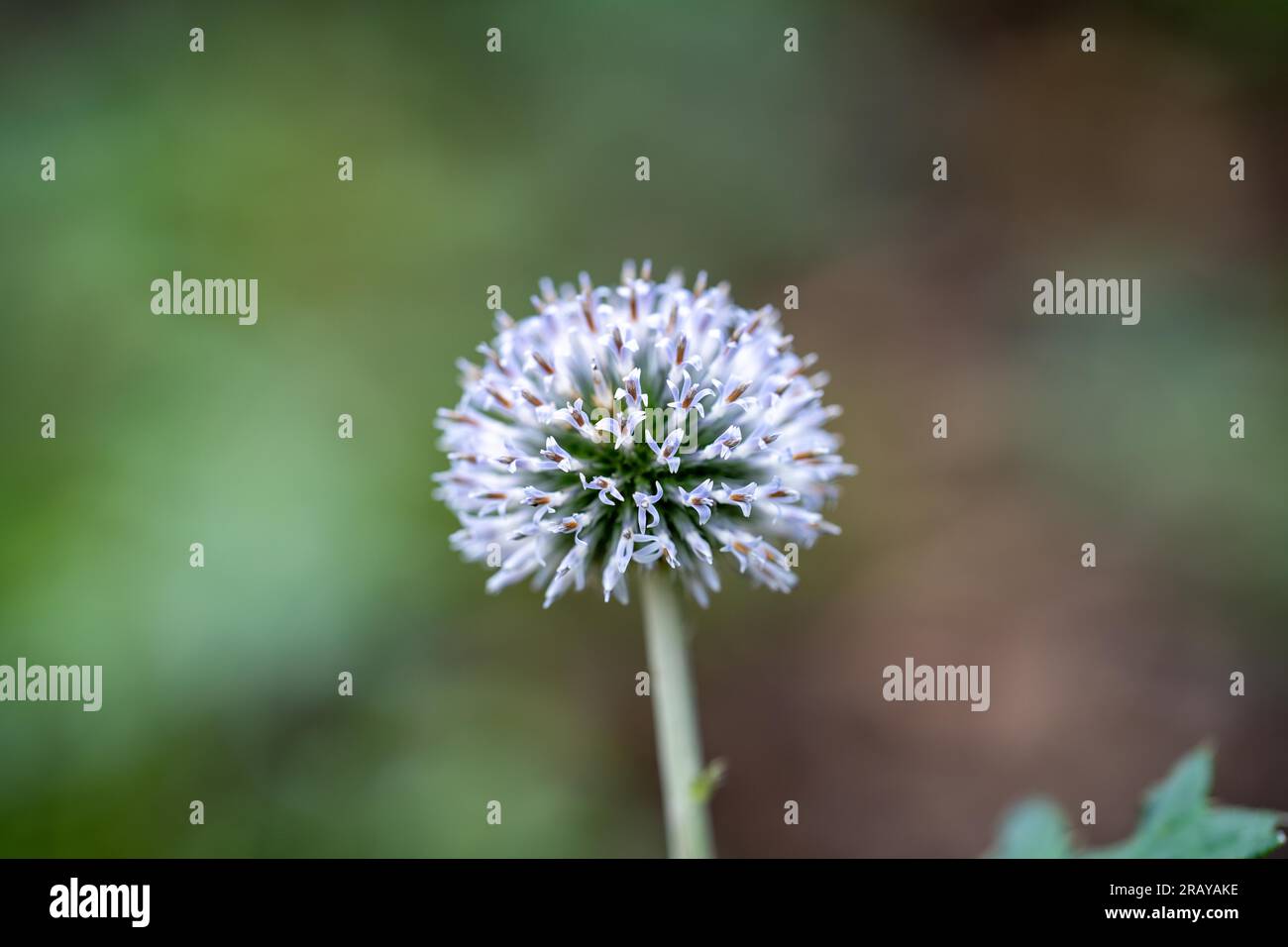 australian native flowers in the bush in spring. beautiful flowers ...