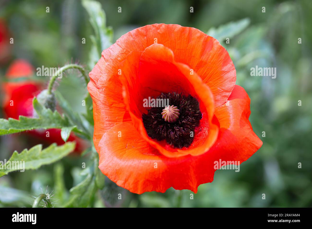 Red poppies blossom on wild field background for design purpose Stock ...