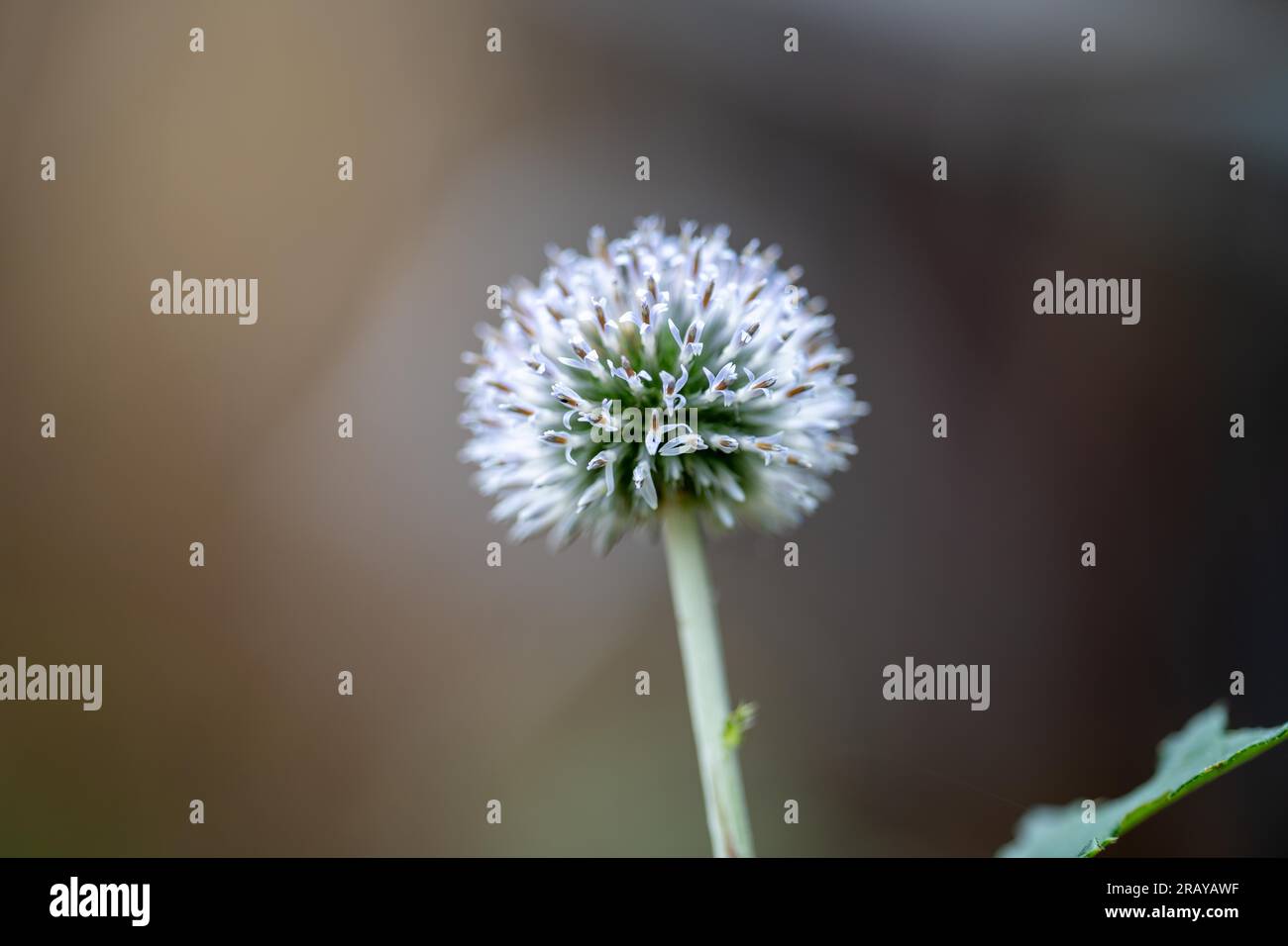 australian native flowers in the bush in spring. beautiful flowers ...