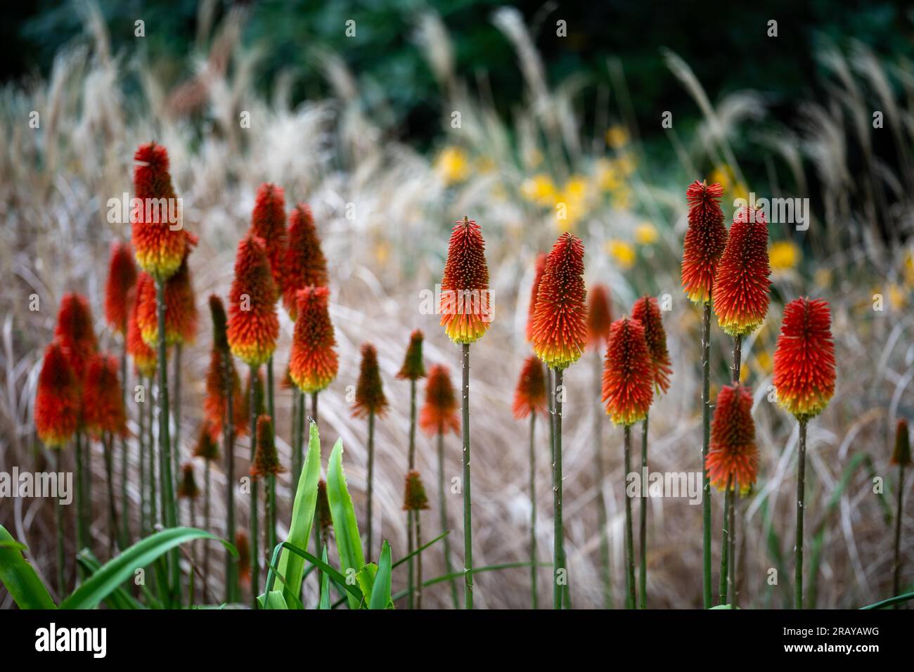 australian native flowers in the bush in spring. beautiful flowers ...