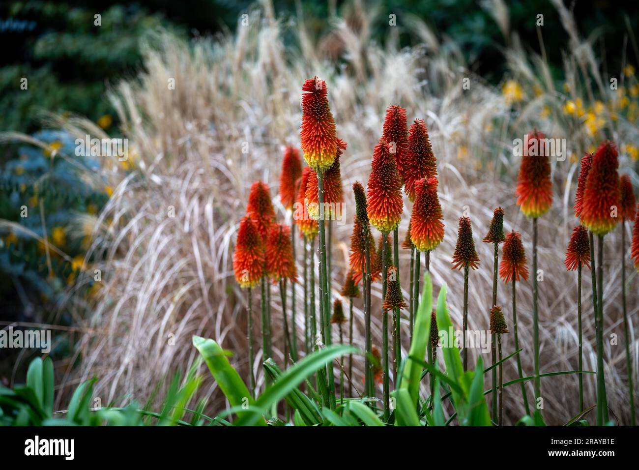 australian native flowers in the bush in spring. beautiful flowers ...