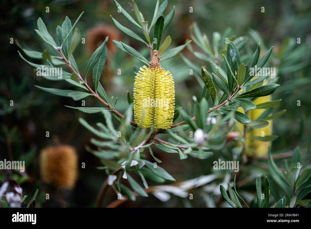 australian native flowers in the bush in spring. beautiful flowers ...