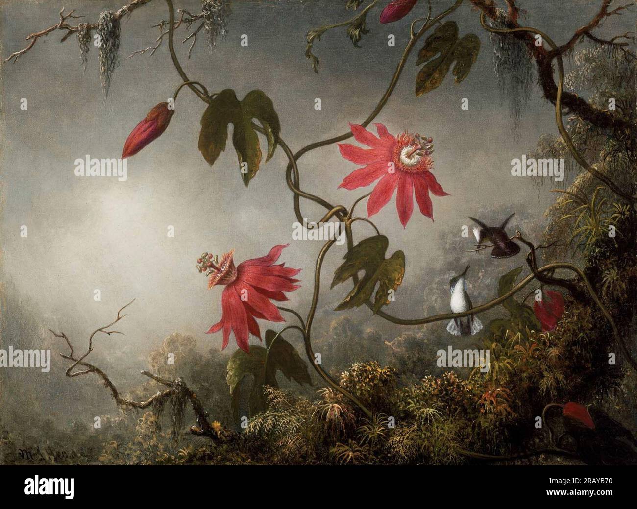 Passion Flowers with Hummingbirds 1883 by Martin Johnson Heade Stock ...