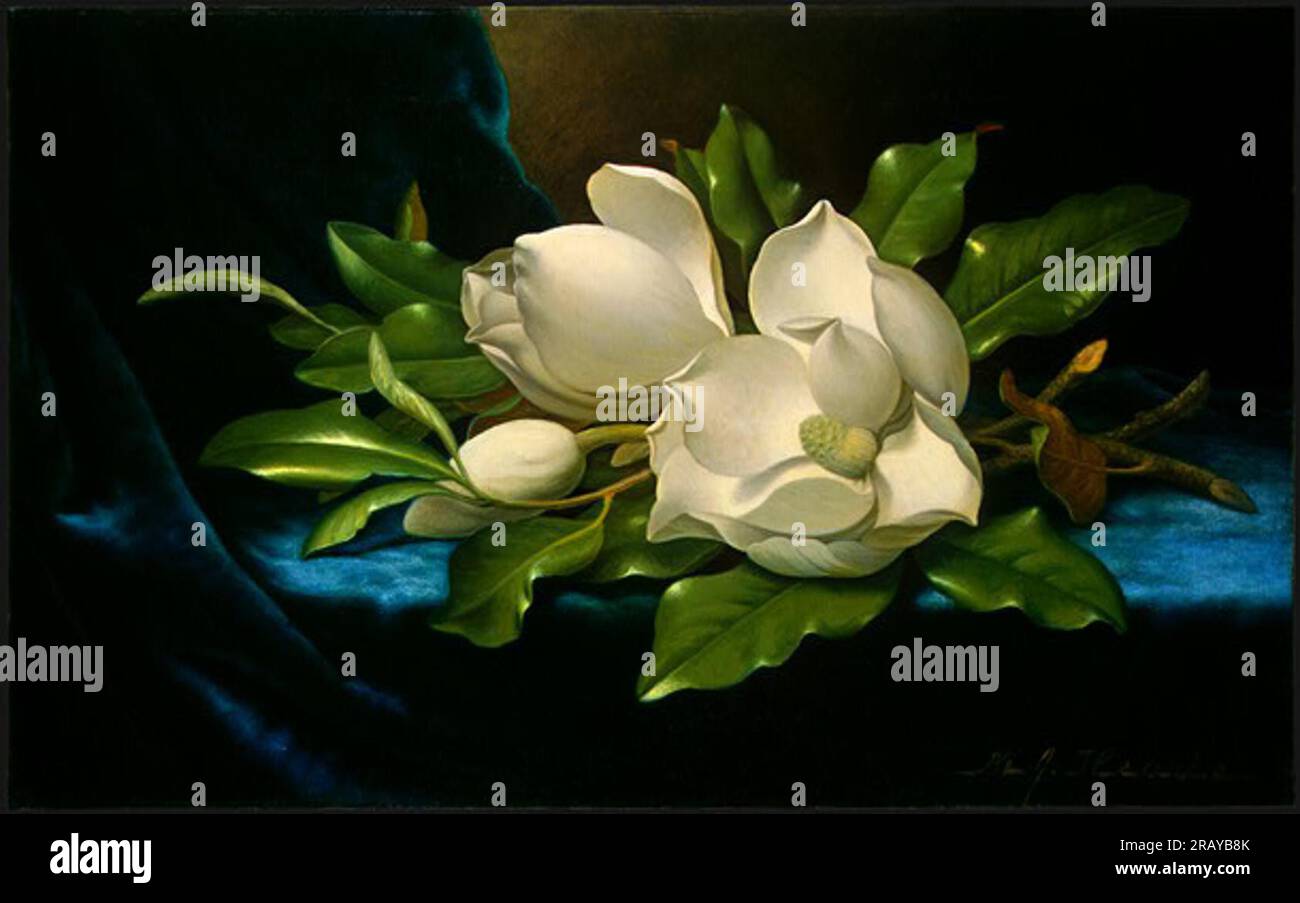 Giant Magnolias on a Blue Velvet Cloth 1890 by Martin Johnson Heade ...