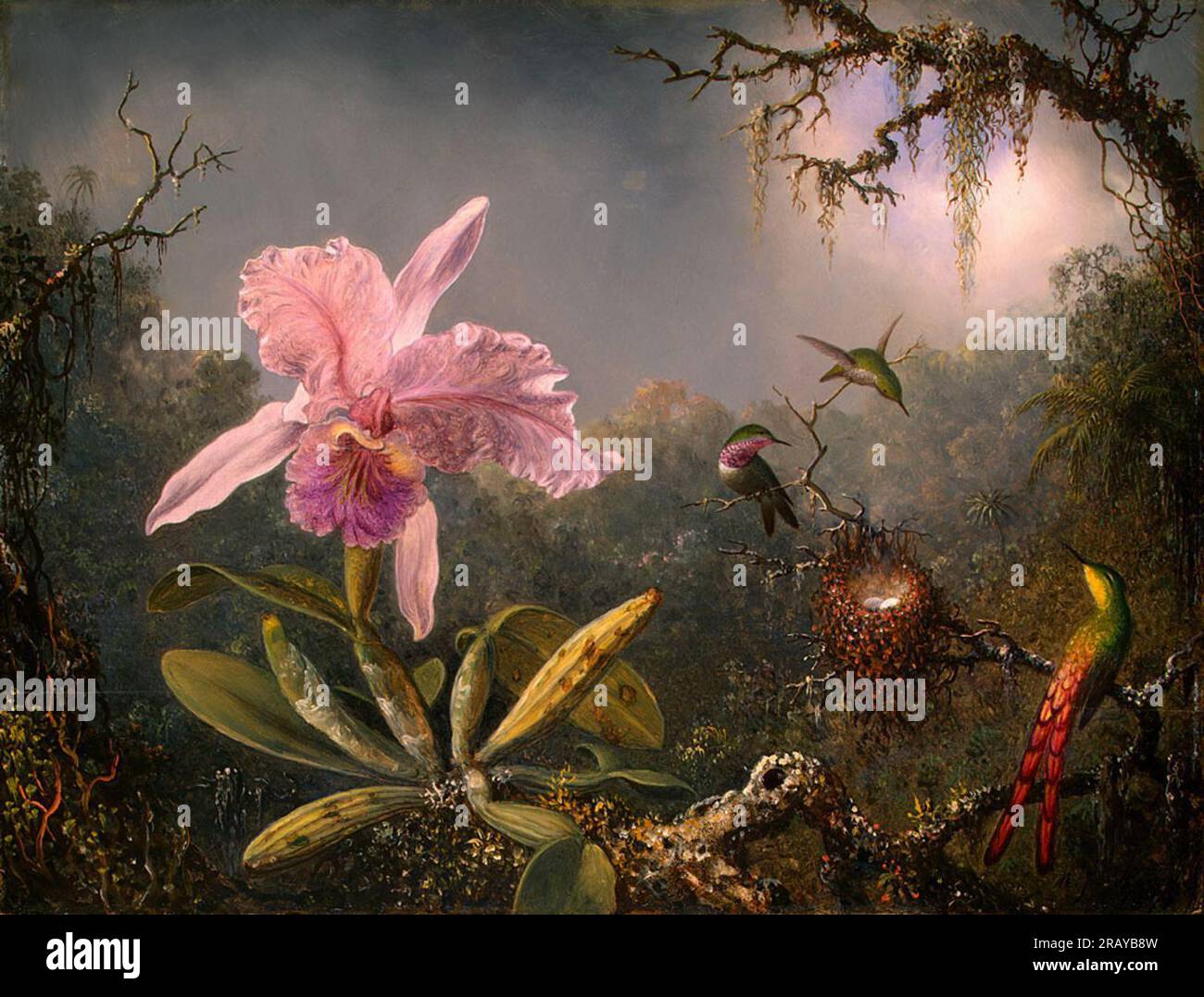 Cattleya Orchid and Three Hummingbirds 1871 by Martin Johnson Heade ...