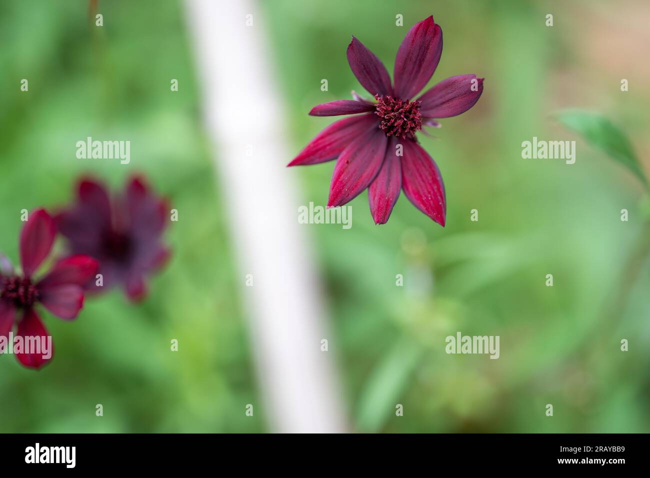 australian native flowers in the bush in spring. beautiful flowers ...