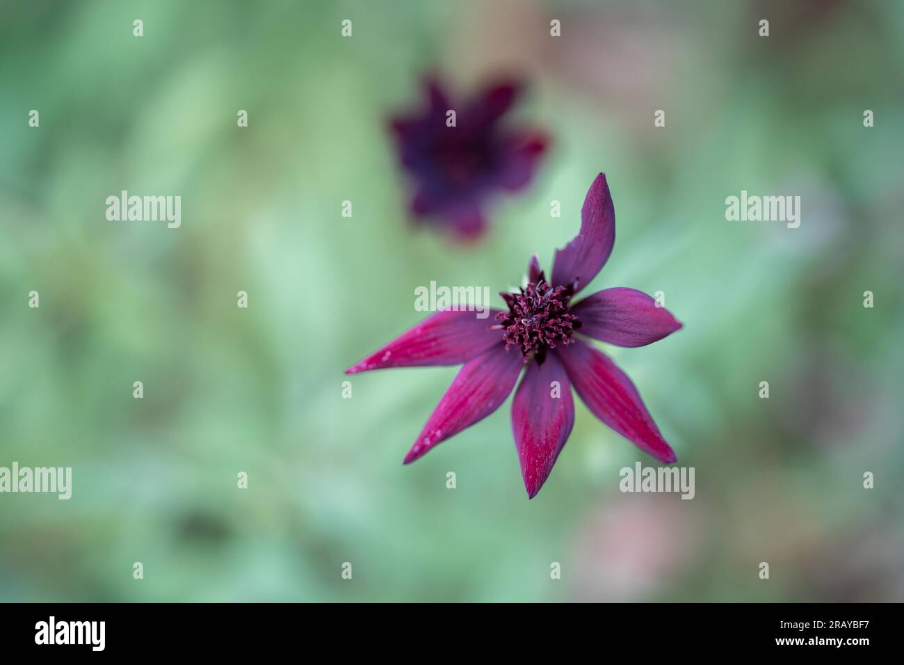 australian native flowers in the bush in spring. beautiful flowers ...