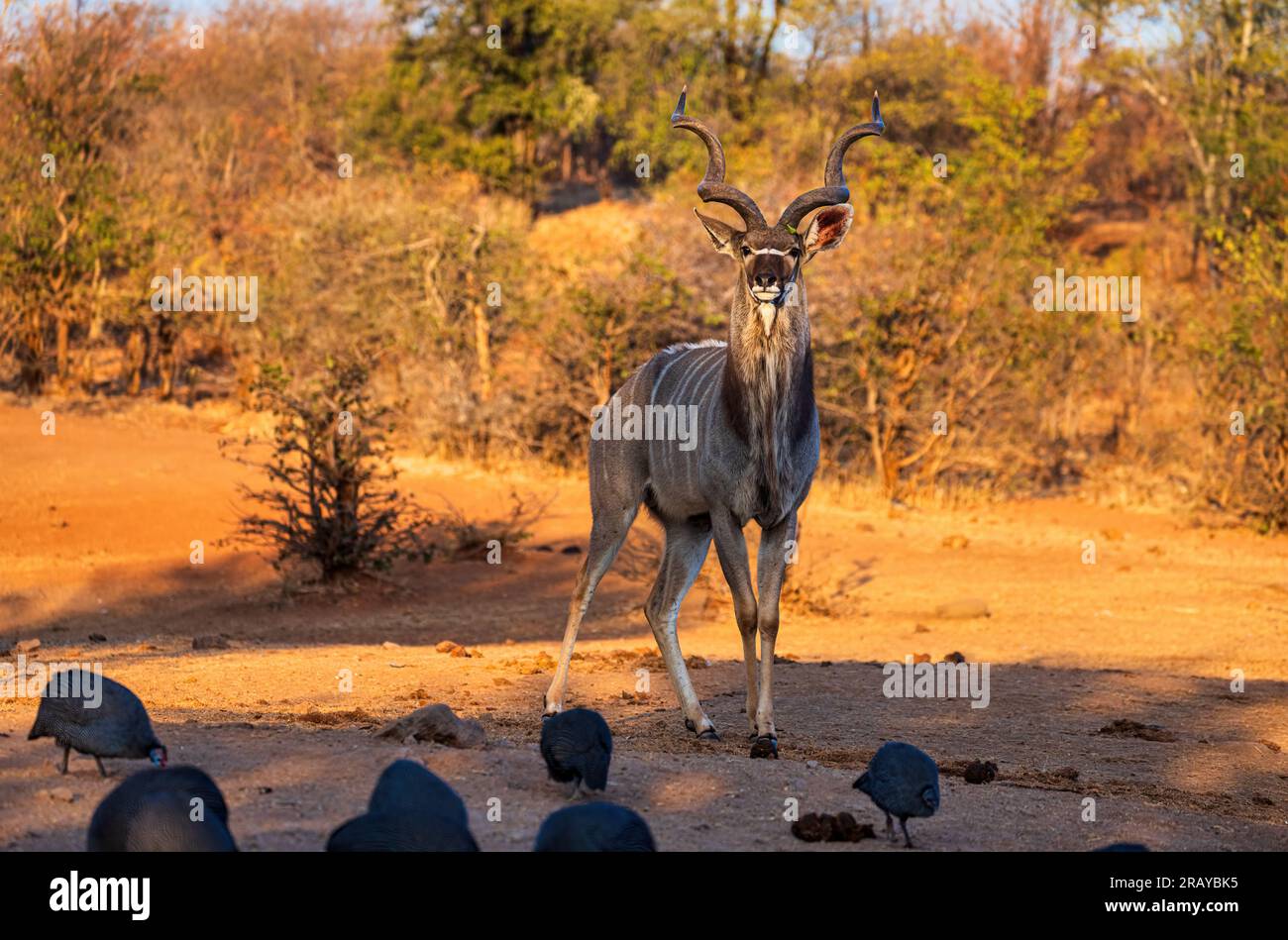 Impressive Nyala male Tragelaphus angasii standing and posing Stock ...