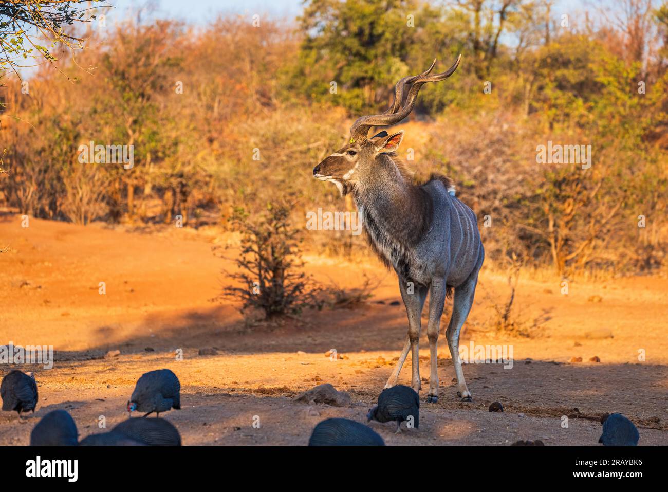 Impressive Nyala male Tragelaphus angasii standing and posing Stock ...
