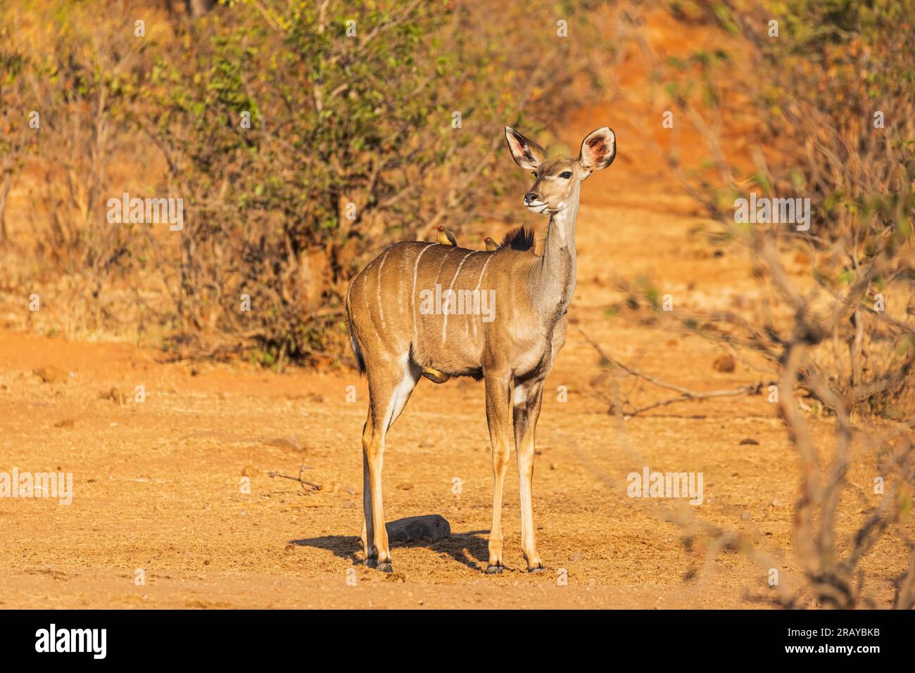 Kudu with two yellow- billed Oxpecker on the back Stock Photo - Alamy