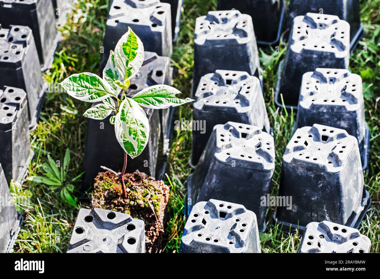 white deren sapling elegantissima among plastic containers. Earth Day. ecology Stock Photo - Alamy